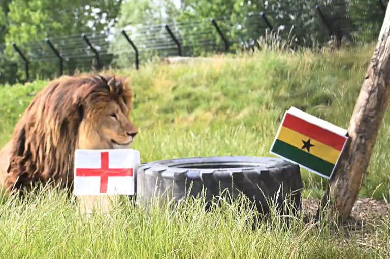 'Psychic' Kent lions predict England will roar to victory against Croatia