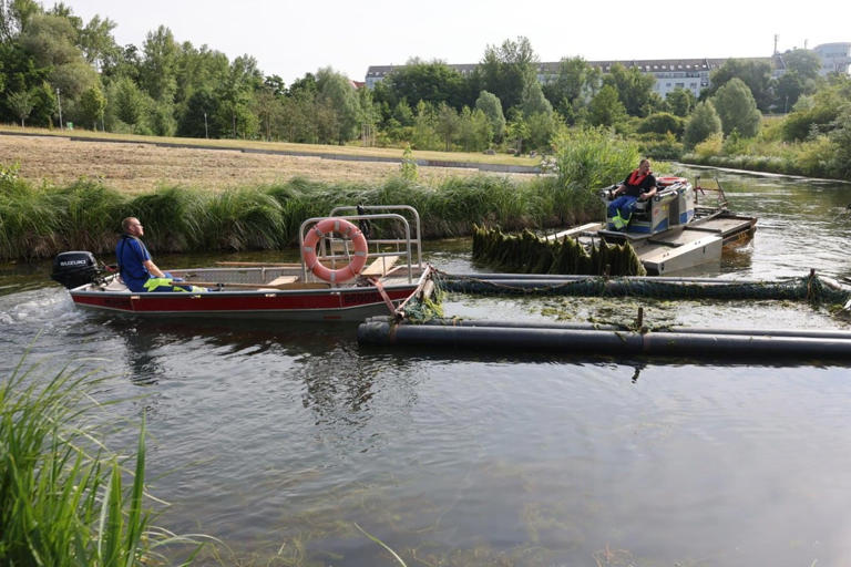 Leipzigs Karl-Heine-Kanal erhält Sommerschnitt: 400 Tonnen Biomasse ...