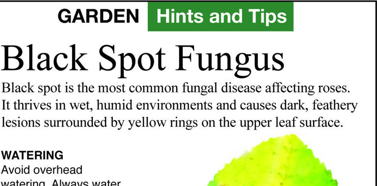 Black spot disease on roses
