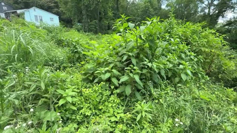 ‘A jungle’ Knoxville man wants overgrown lot cleaned up