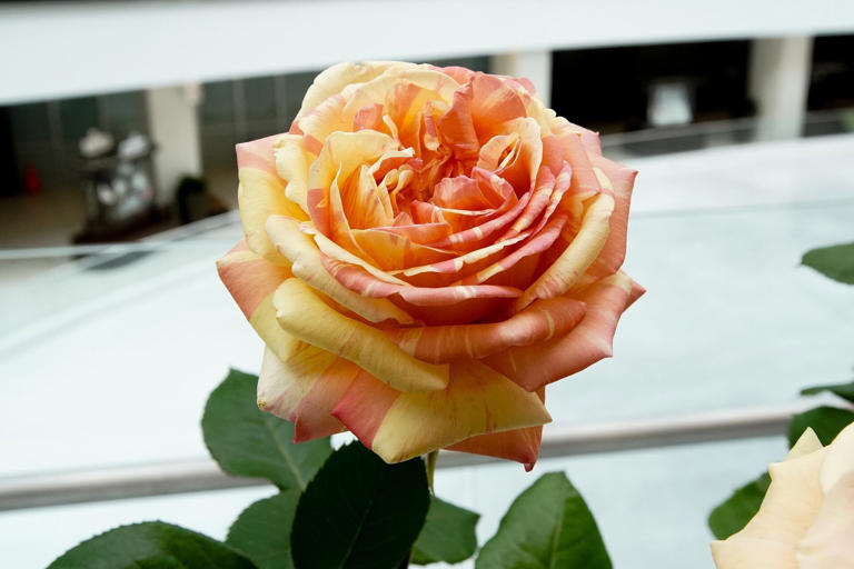 Here are the winning blooms from the Portland Spring Rose Show