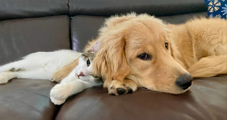 Golden retriever puppy and senior cat battle for crate space in ...