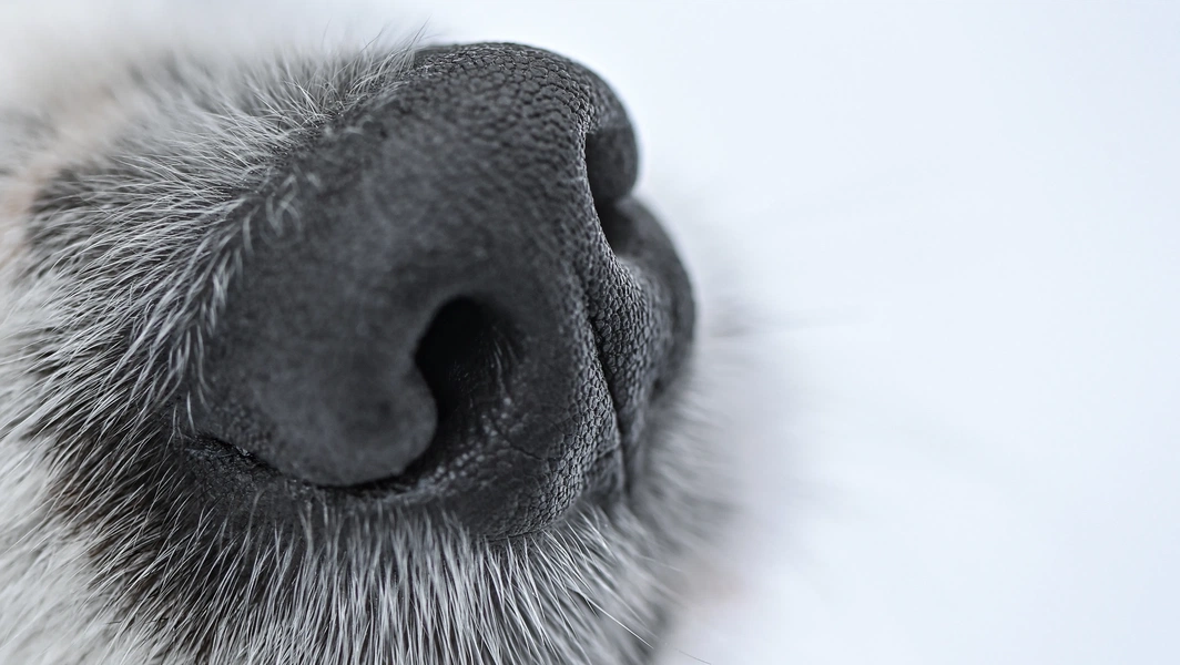 6 adorable dog noses and heartwarming moments