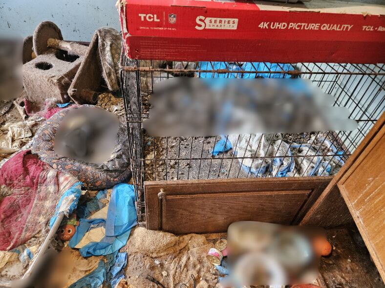 28 cats rescued, 73 found dead inside Lapeer County home