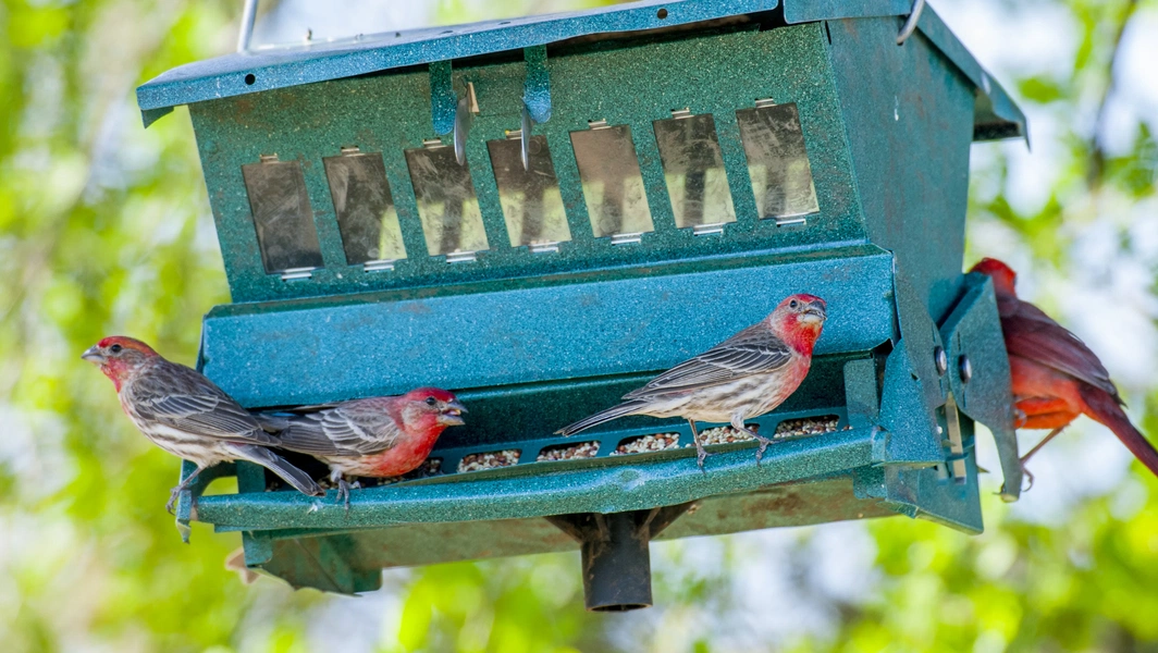 Urban bowerbirds prefer human-made items for courtship displays