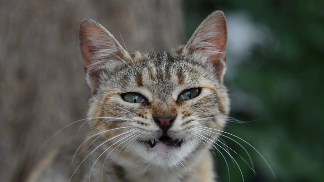 Understanding cat behavior and health warning signs