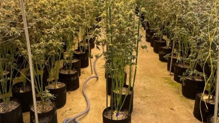 Search warrant leads to seizure of 5,000 marijuana plants, arrest