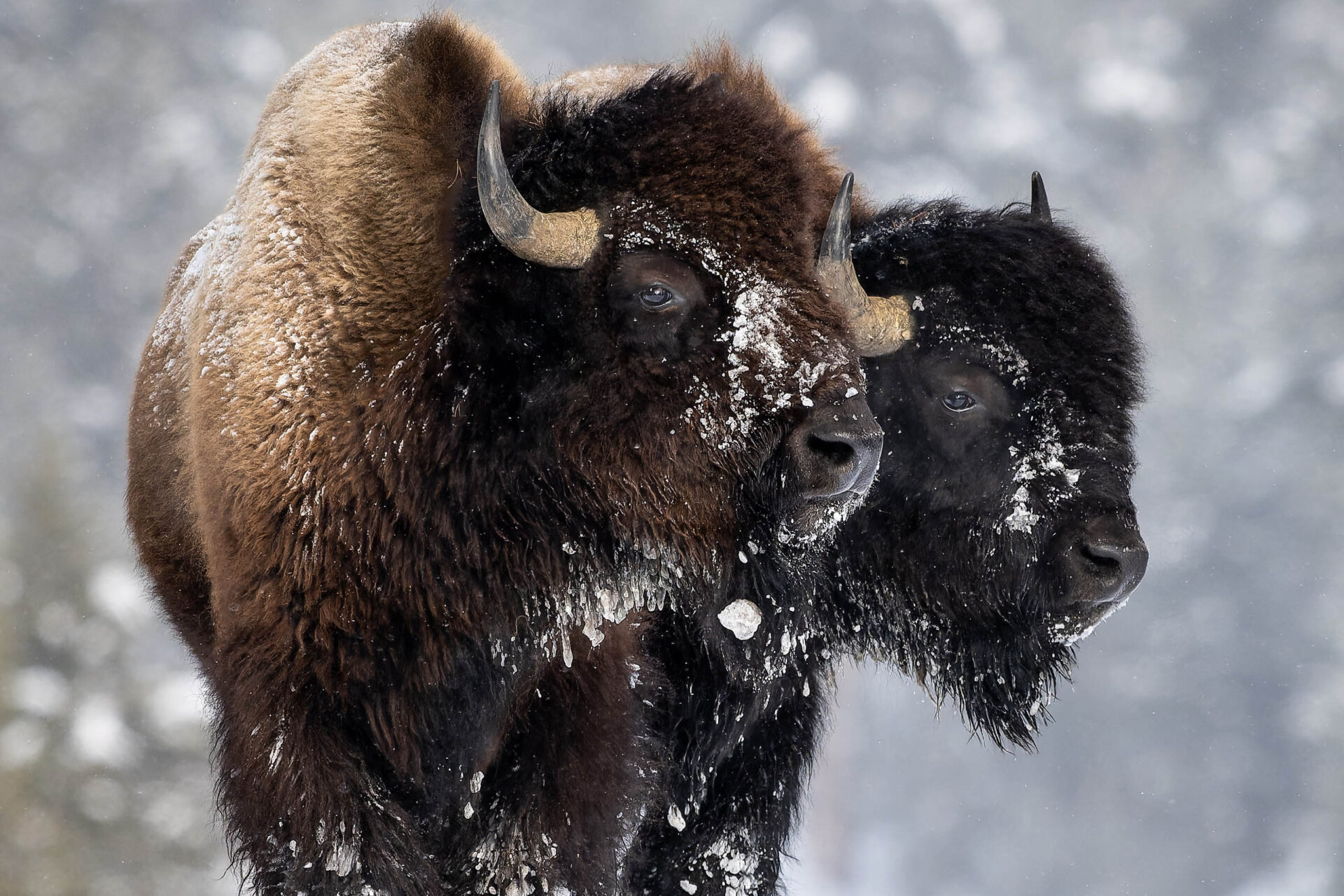 The terrible extermination of bison that almost led them to extinction ...