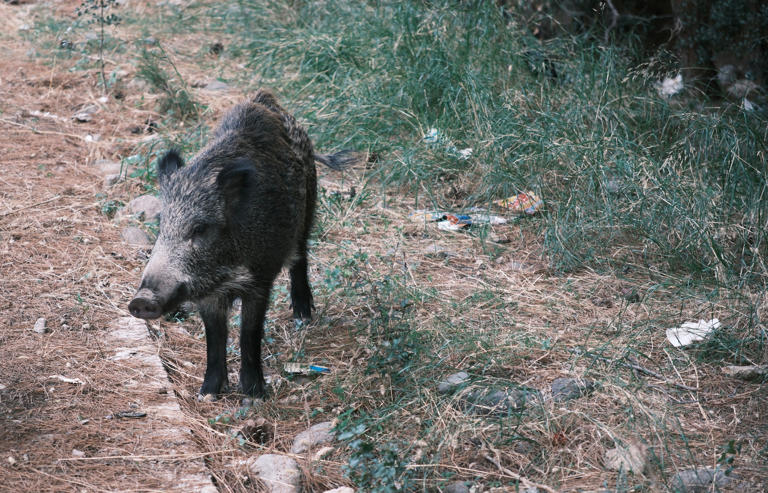 Why feral hog hunting is expanding into states that have never had to ...
