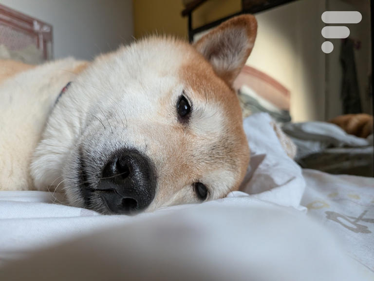 Samsung veut diagnostiquer la santé de votre chien avec une simple ...