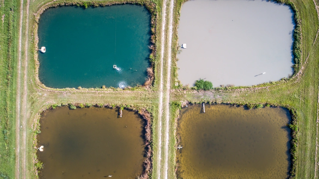 Pond care tips for crystal clear water