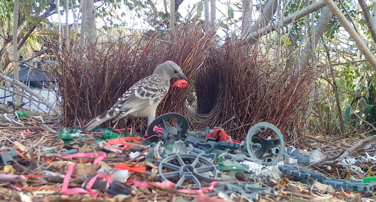 Male bowerbirds in Australian cities are turning human trash into ...