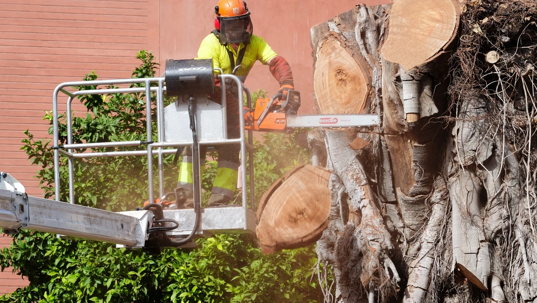 9 fast-growing trees that cause problems