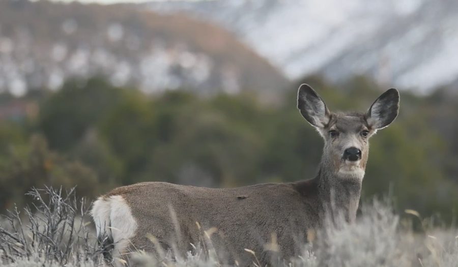 Colorado Wildlife Habitat Program opens applications for landowners
