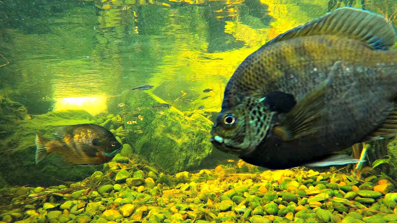I just witnessed bluegill magic in my pond! 🎣