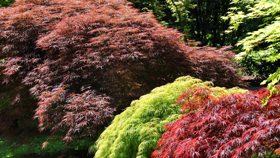 9 trees and shrubs for beautiful front yards
