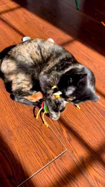 The taco toy got the full truffles treatment