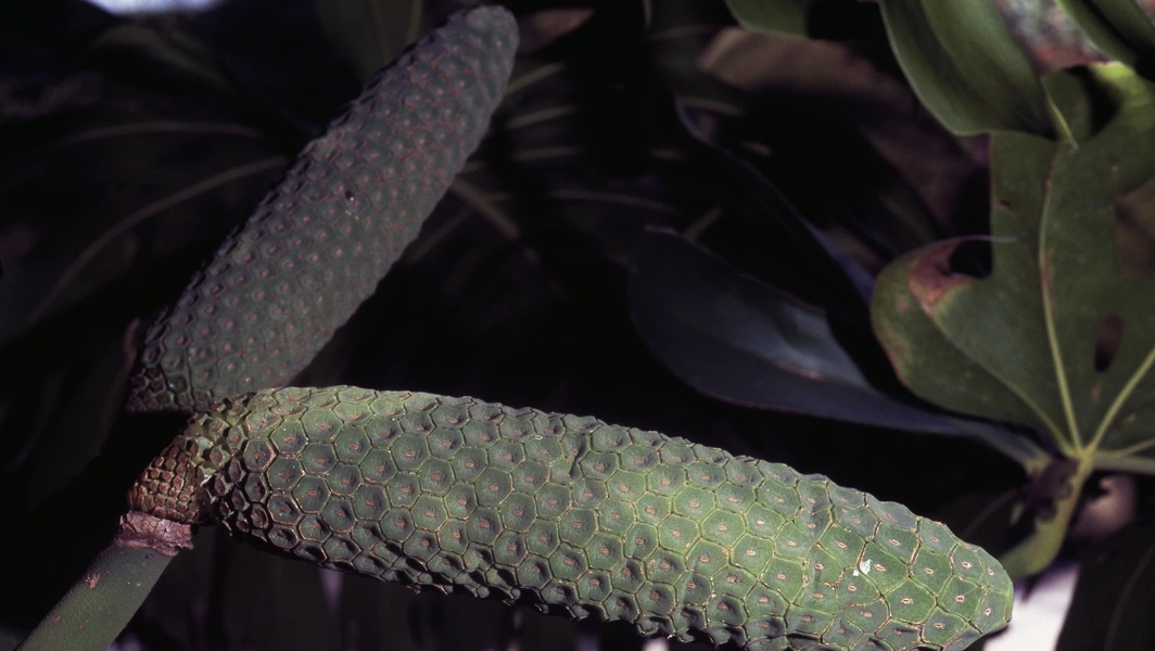 Monstera care tips for thriving leaves