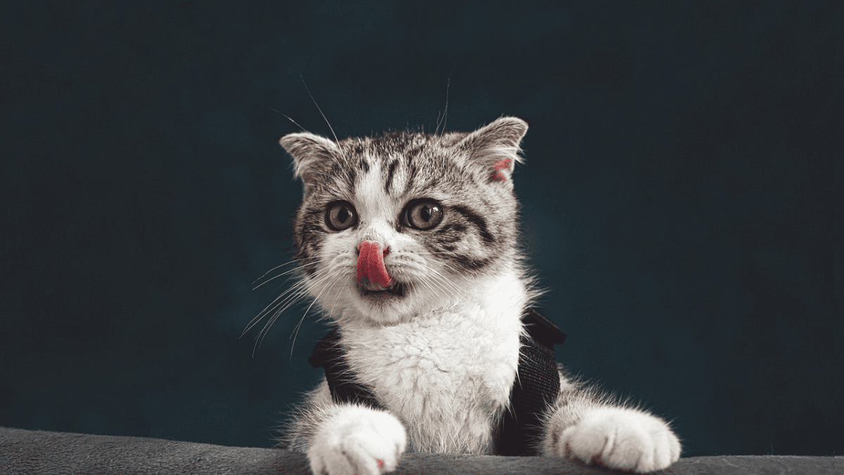 The secret to getting your cat used to using its litter box