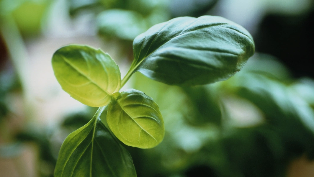 Growing healthy and flavorful basil