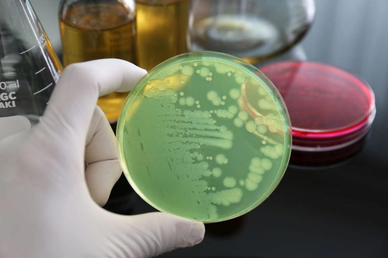 Quorum sensing: el lenguaje secreto que permite a millones de bacterias ...
