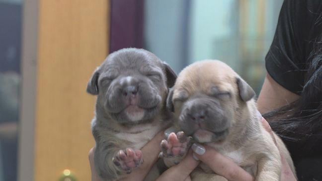 Abandoned pregnant dog found in Wrentham park now thriving with six puppies
