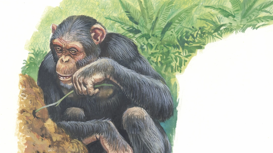 8 remarkable examples of animals using tools