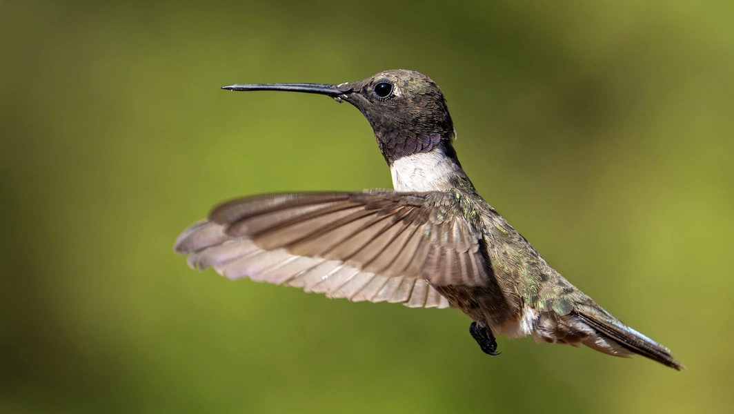 15 heartwarming and humorous hummingbird encounters