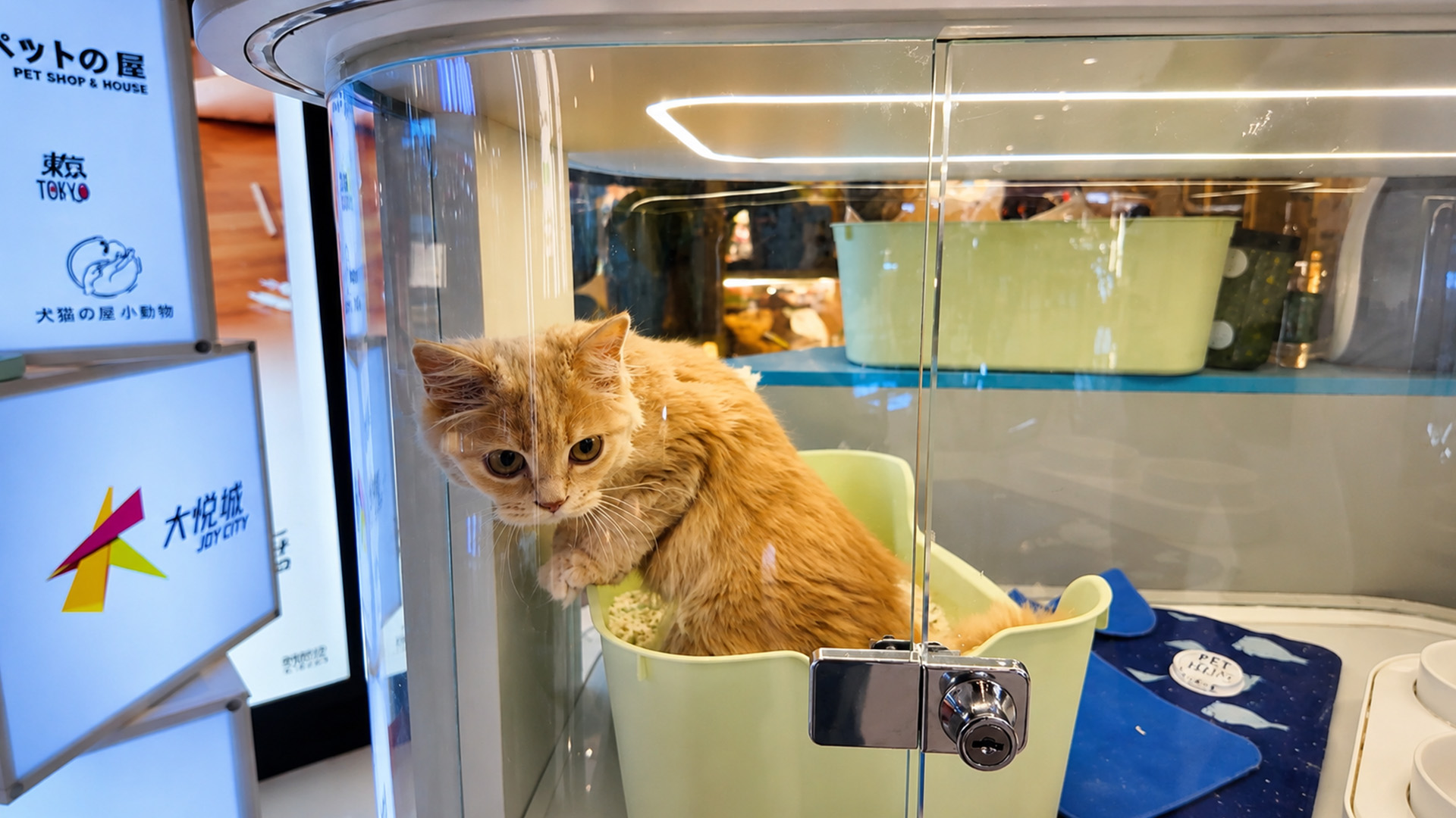 This cat inside China’s mall instantly stole the spotlight