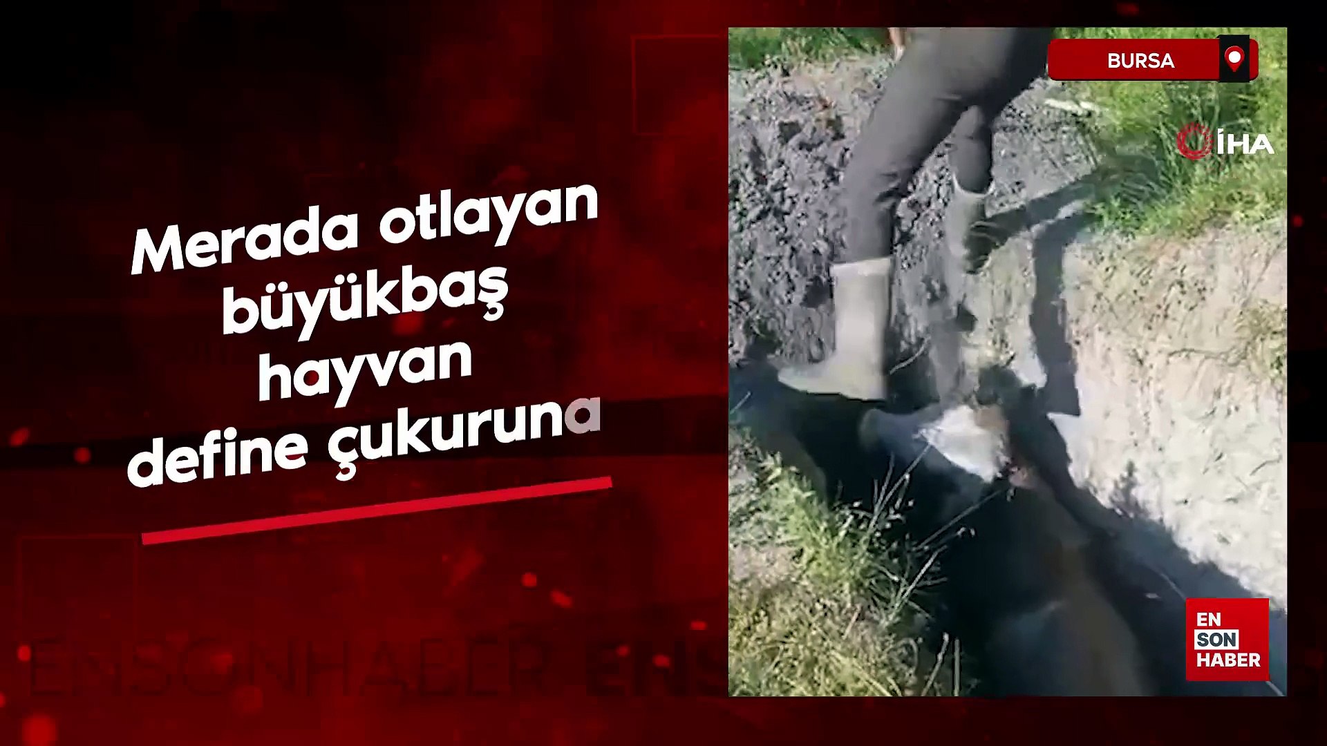 Bursa'da merada otlayan büyükbaş hayvan define çukuruna düştü