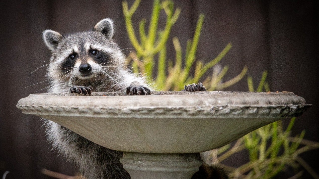 6 backyard animals wildlife experts say to keep your distance from this ...