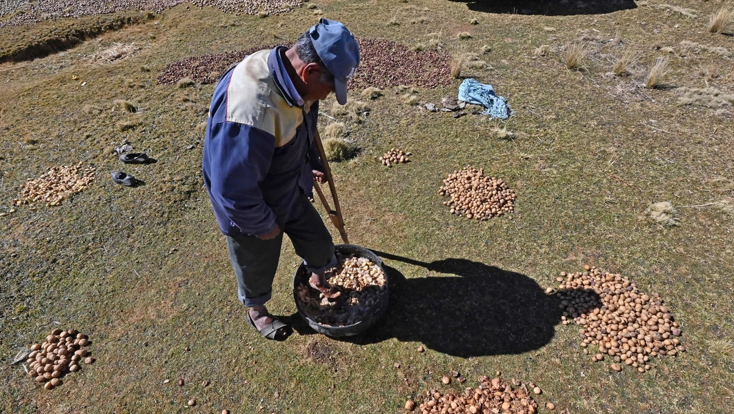 500-year-old Inca potatoes reshape history of ancient food trade