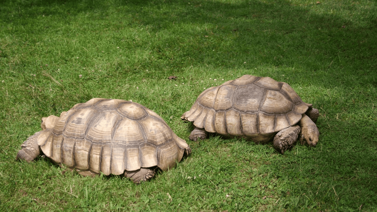 You Wont Believe How Long These 5 Rare Pets Can Stay by Your Side