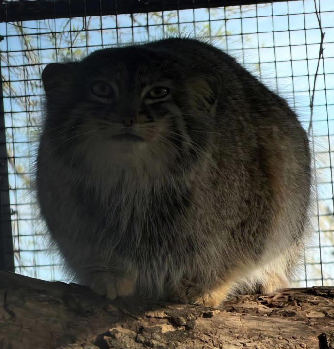 Niabi Zoo welcomes rare Pallas’s cat kittens
