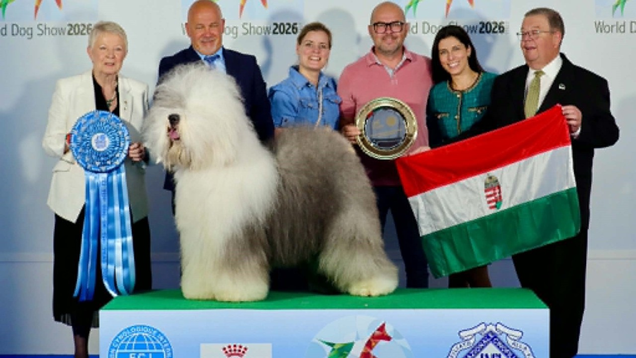 Egy öreg flakon a kedvenc játéka a világ legszebb kutyájának: így él ...
