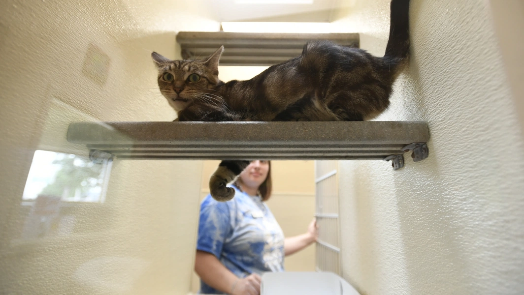 How cats adjust to new homes over time