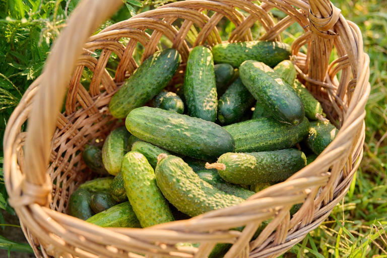 Gardening experts warn of common mistake when picking cucumbers