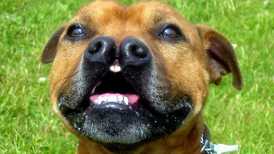 Experts highlight pit bulls’ strong temperament amid lingering stigma