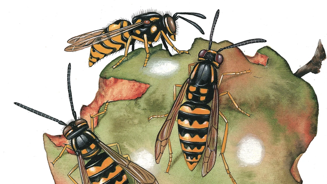 Preventing common wasp attractants
