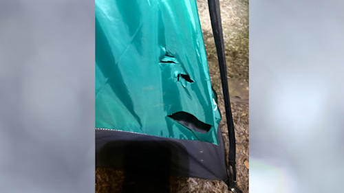 Bear repeatedly rips tents, triggering closures at popular national park