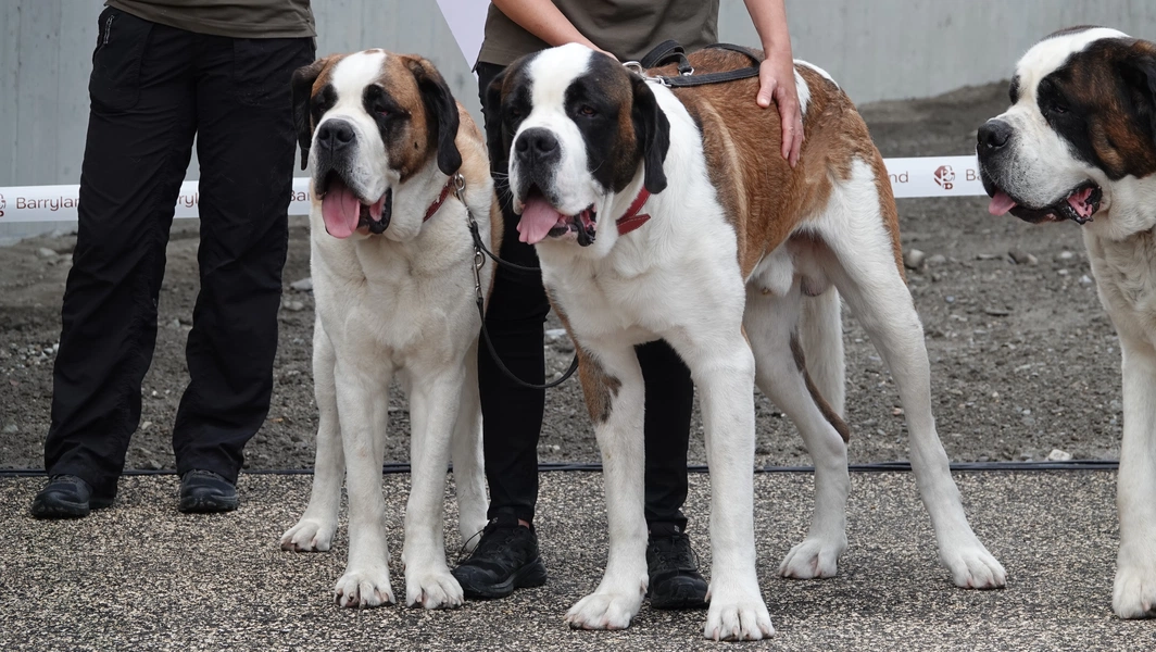 14 powerful dog breeds with gentle natures