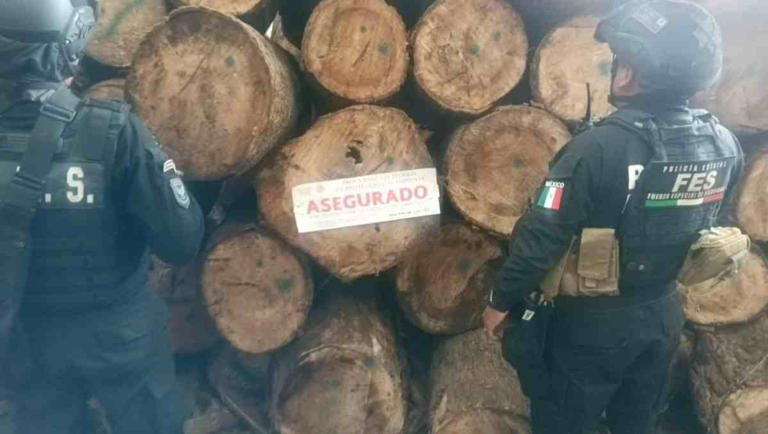 Clausuran presunto centro clandestino de almacenamiento de madera en ...