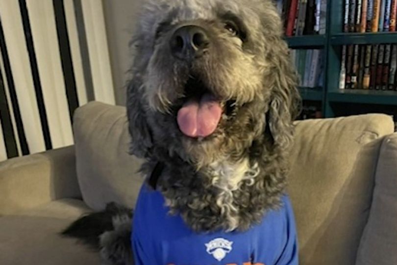 Dog in Knicks jersey shot and killed by LAPD raises staggering $160,000