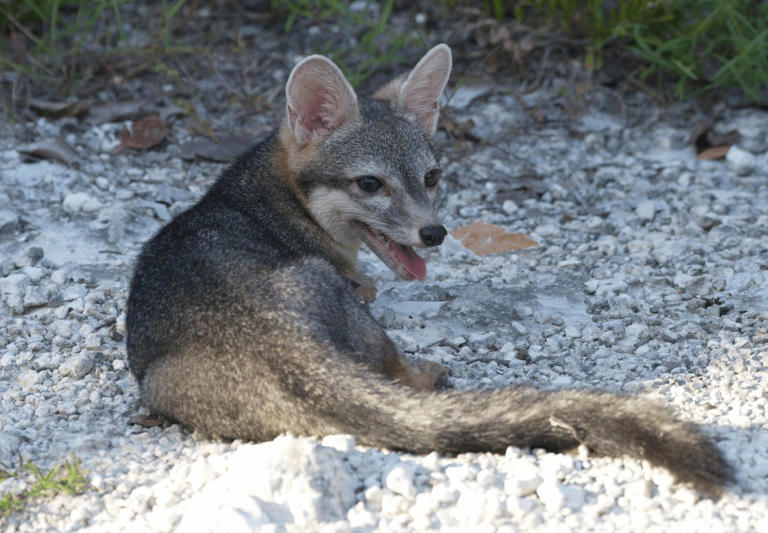 Adorable dwarf fox thought extinct for 20 years photographed for the ...