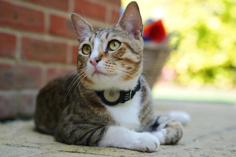 Hundreds of cats saved from slaughter in Vietnam