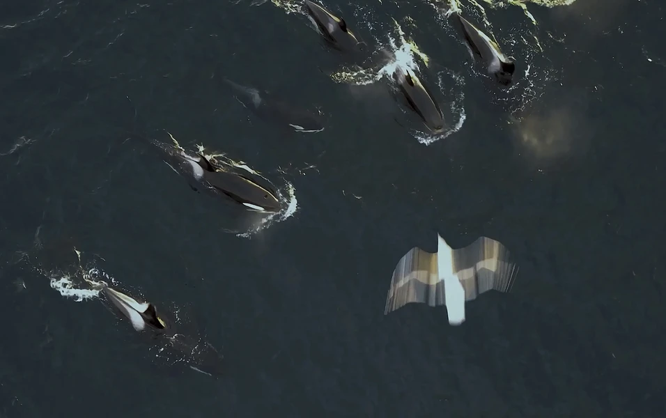 Orcas worldwide reveal surprising hunting range and tactics