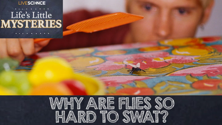 Why are flies so hard to swat?