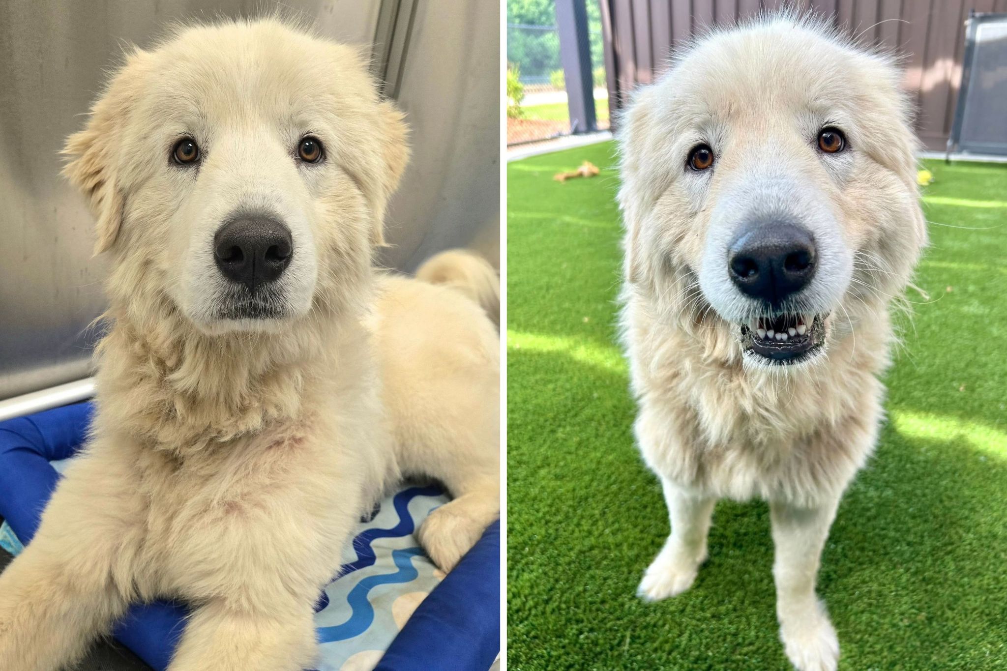 A 71-pound shelter dog thinks she's a lap dog. Her story is heartbreaking
