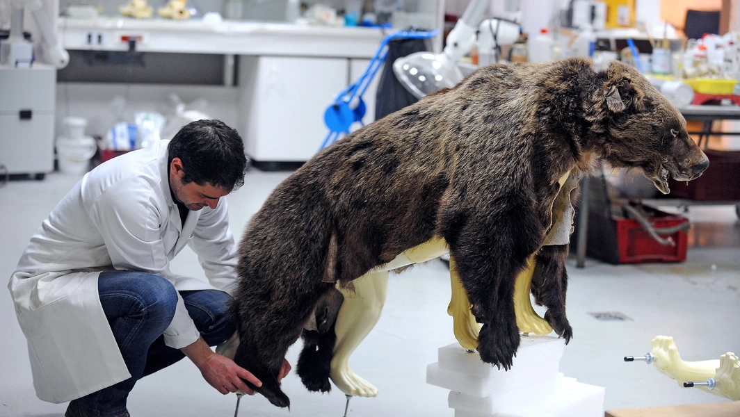 Giant prehistoric bears and their extinction