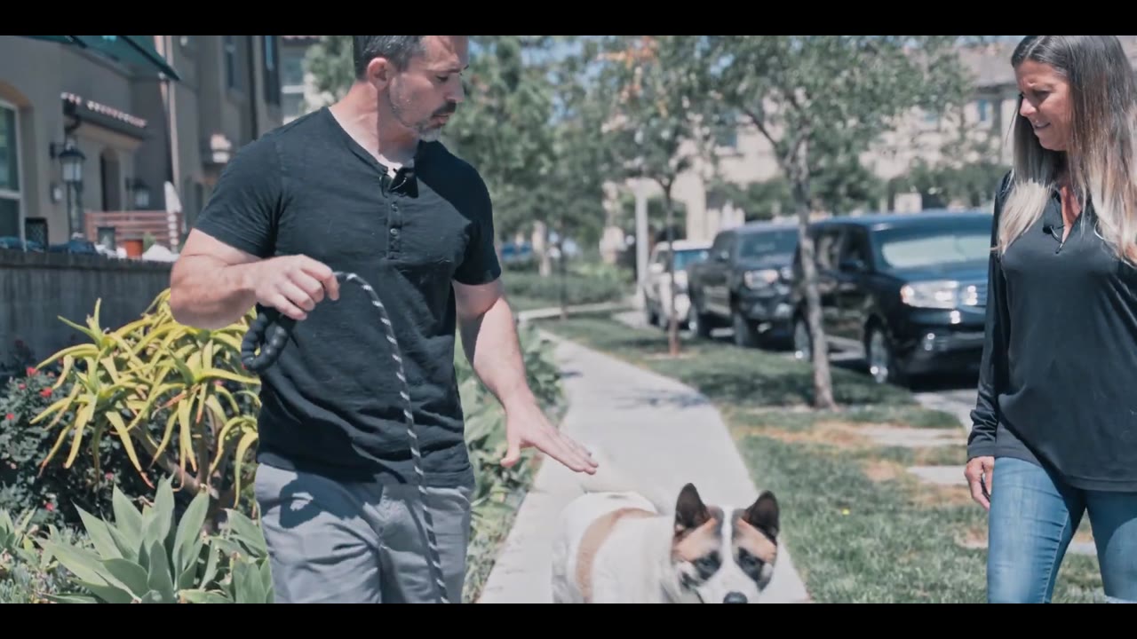 Only 30% of dogs master loose leash walking - what's wrong?